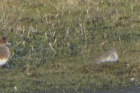 Common Redshank from Lamesley, Gateshead NE11, UK on March 08, 2025 at ...