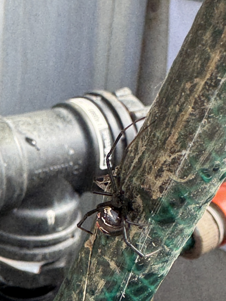 Redback Spider from Penders Rd, Tanja, NSW, AU on March 6, 2025 at 04: ...