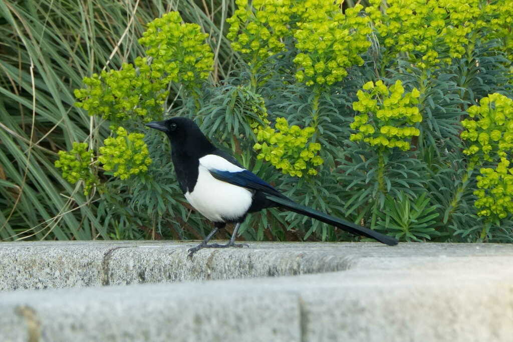 Eurasian Magpie from Folkestone, UK on March 8, 2025 at 05:36 PM by ...