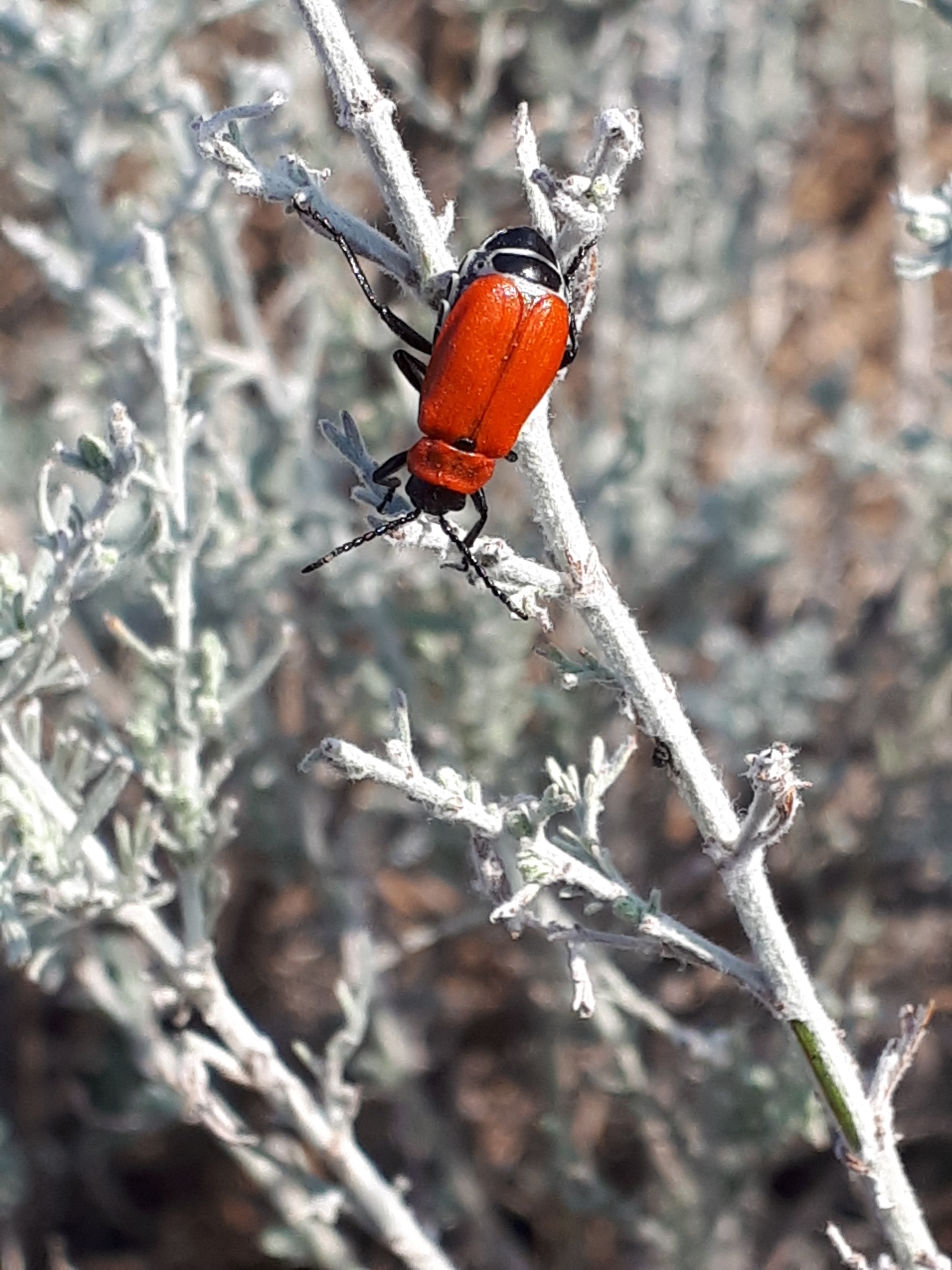 Theone silphoides (Dalman, 1823)