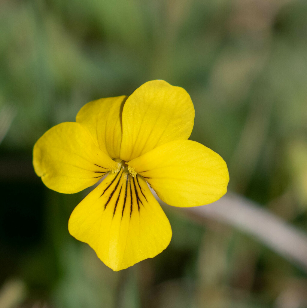Goosefoot violet from Mount Diablo State Park, Contra Costa County, CA ...