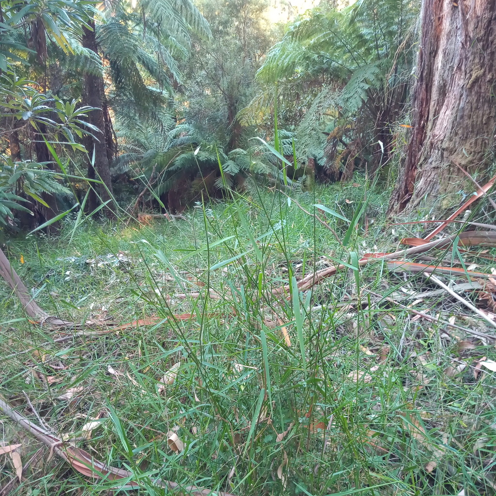 Forest Wire-grass from Melbourne VIC, Australia on March 8, 2025 at 09: ...