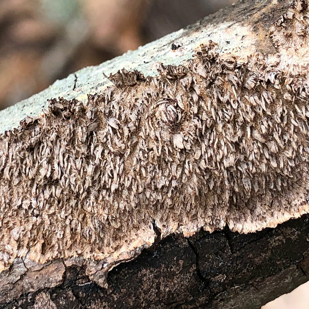 brown-toothed crust fungus from Newton County, GA, USA on March 04 ...