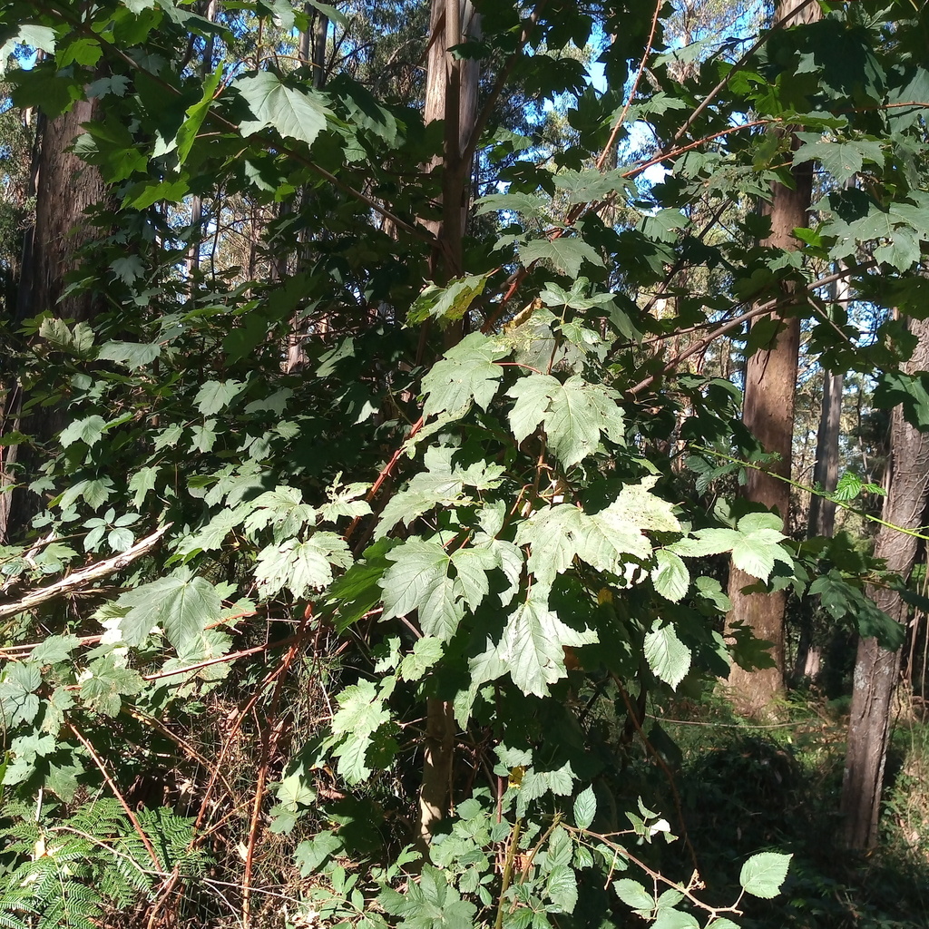 sycamore maple from Melbourne VIC, Australia on March 8, 2025 at 10:52 ...