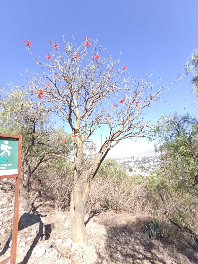 Coral trees from Santa Isabel Tola, 07010 Ciudad de México, CDMX ...