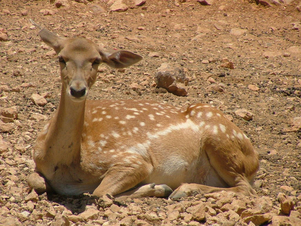 Persian Fallow Deer (Dama mesopotamica) - Know Your Mammals