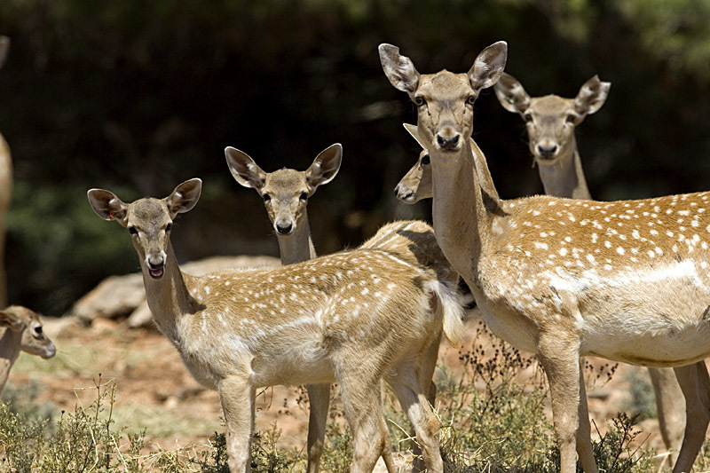 Persian Fallow Deer (Dama mesopotamica) - Know Your Mammals
