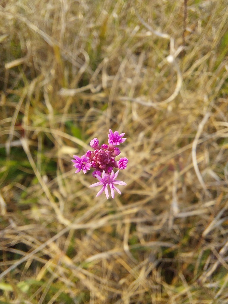 Pink Milkwort from Florida, Osceola, Yeehaw Junction area, DeLuca ...