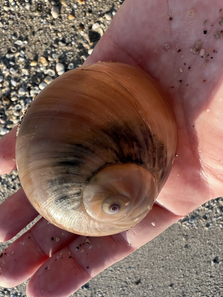 Shark Eye from Hutchinson Island, Fort Pierce, FL, US on March 08, 2025 ...