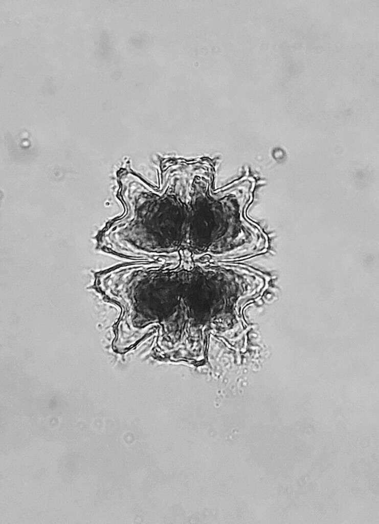 Euastrum divergens in January 2017 by Alex Kenins. :ugols preserved ...