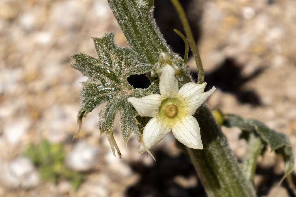 Sierra man-root from Antelope Valley California Poppy Reserve ...