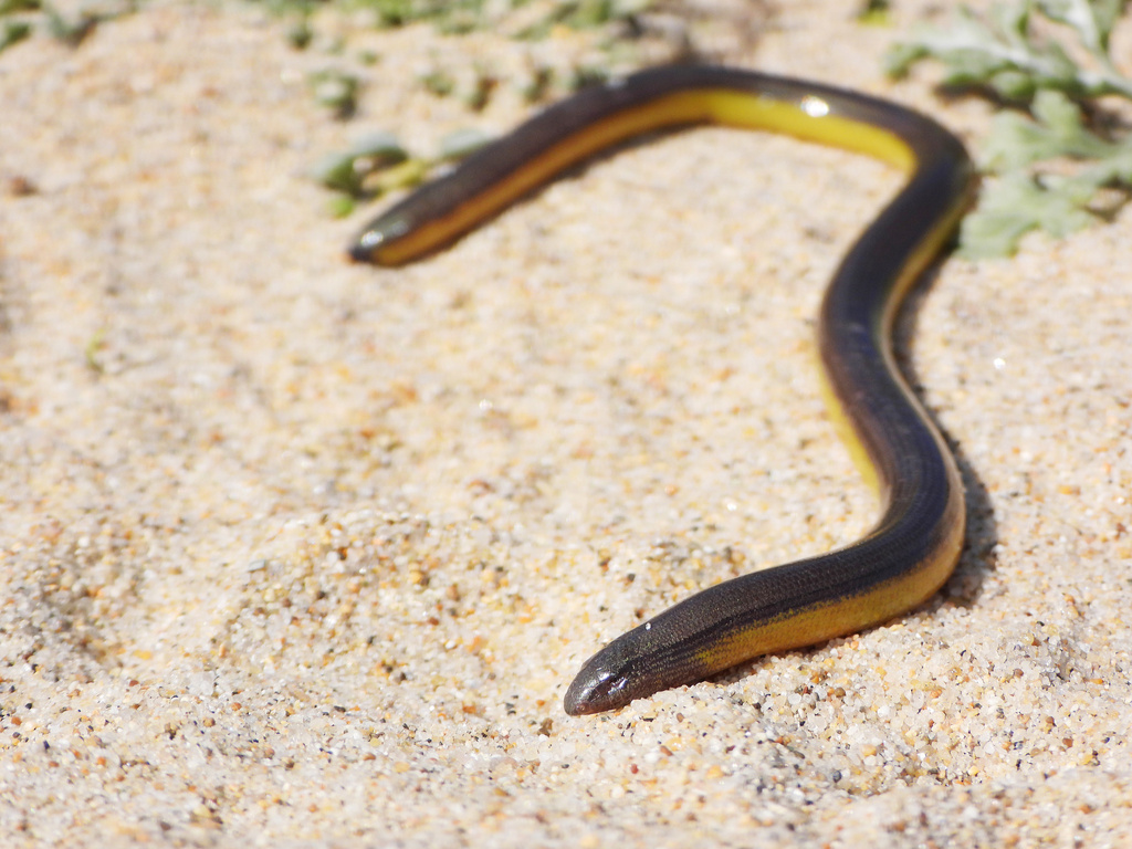 Northern Legless Lizard in March 2025 by Yinan Li · iNaturalist