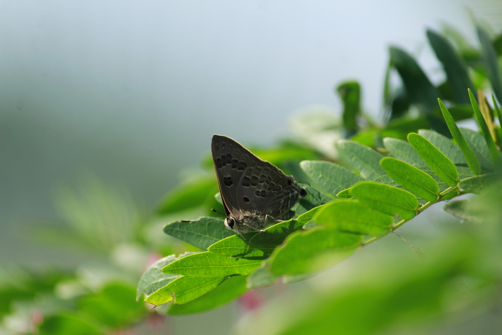 Large Guava Blue from Old Kangra, Kangra, Himachal Pradesh 176001 ...