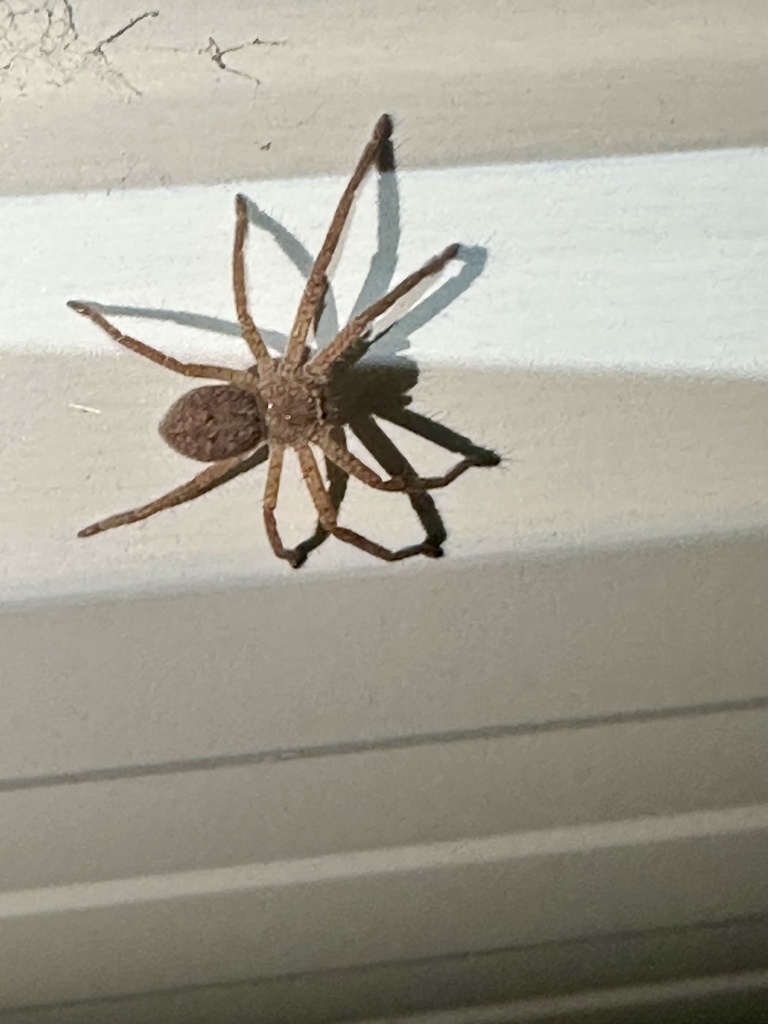 Isopedella from De Cameron Ward, Amphitheatre, VIC, AU on March 8, 2025 ...