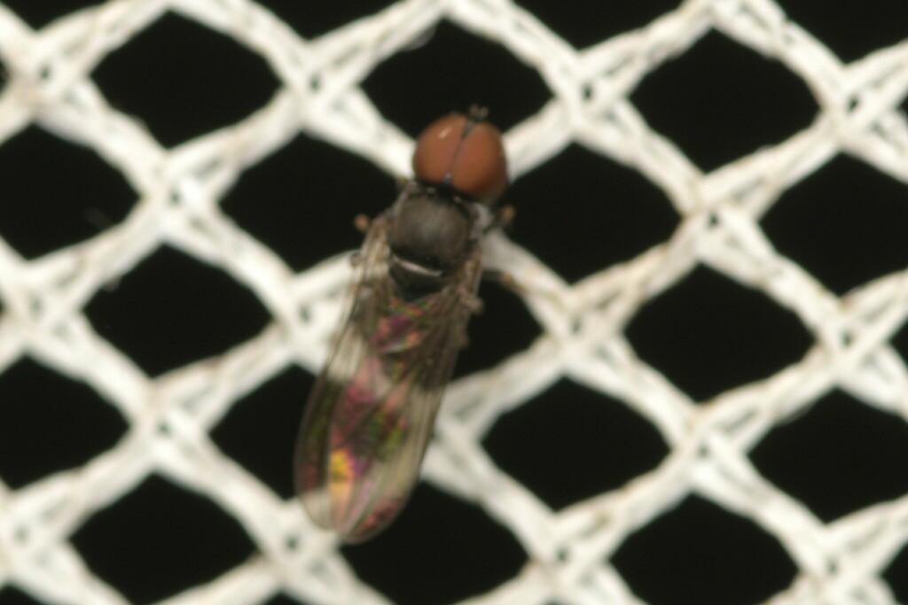 Big-headed Flies from Coffs Harbour NSW, Australia on March 8, 2025 at ...
