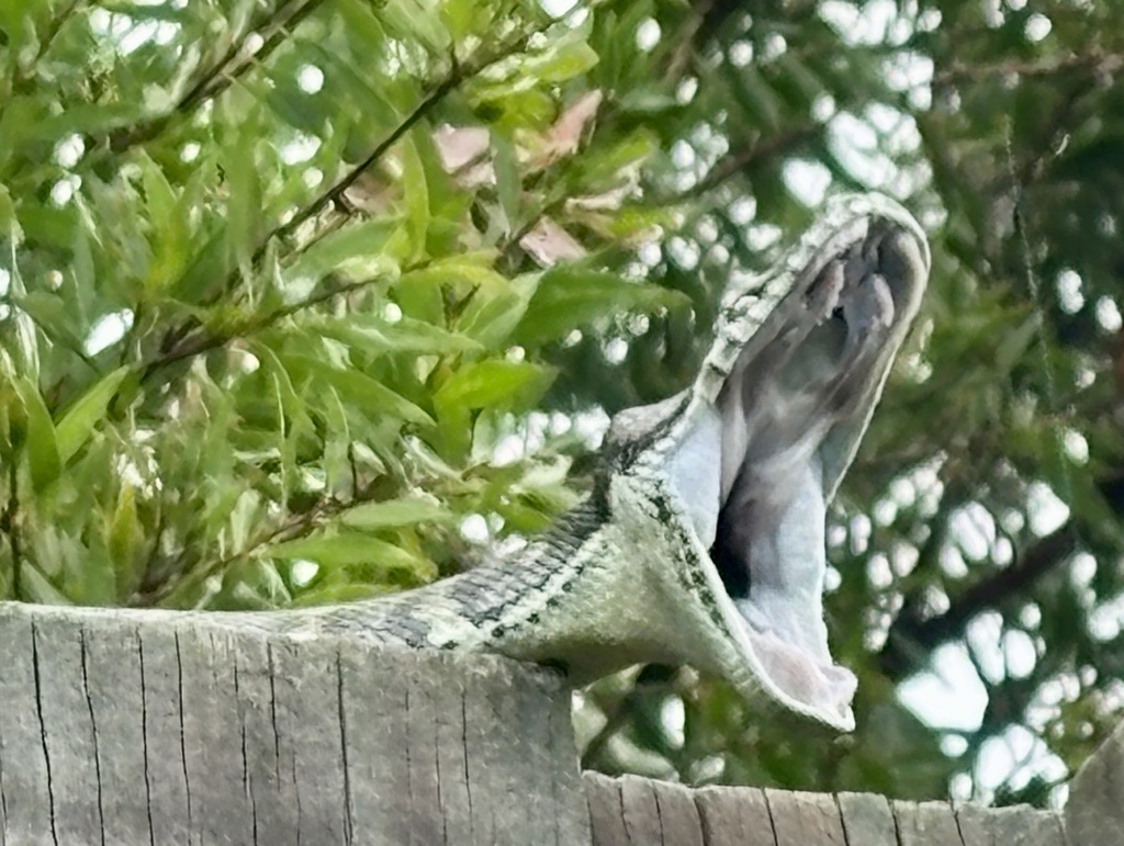 Carpet Python from Clearwater Cr, Murrumba Downs, QLD, AU on March 9 ...