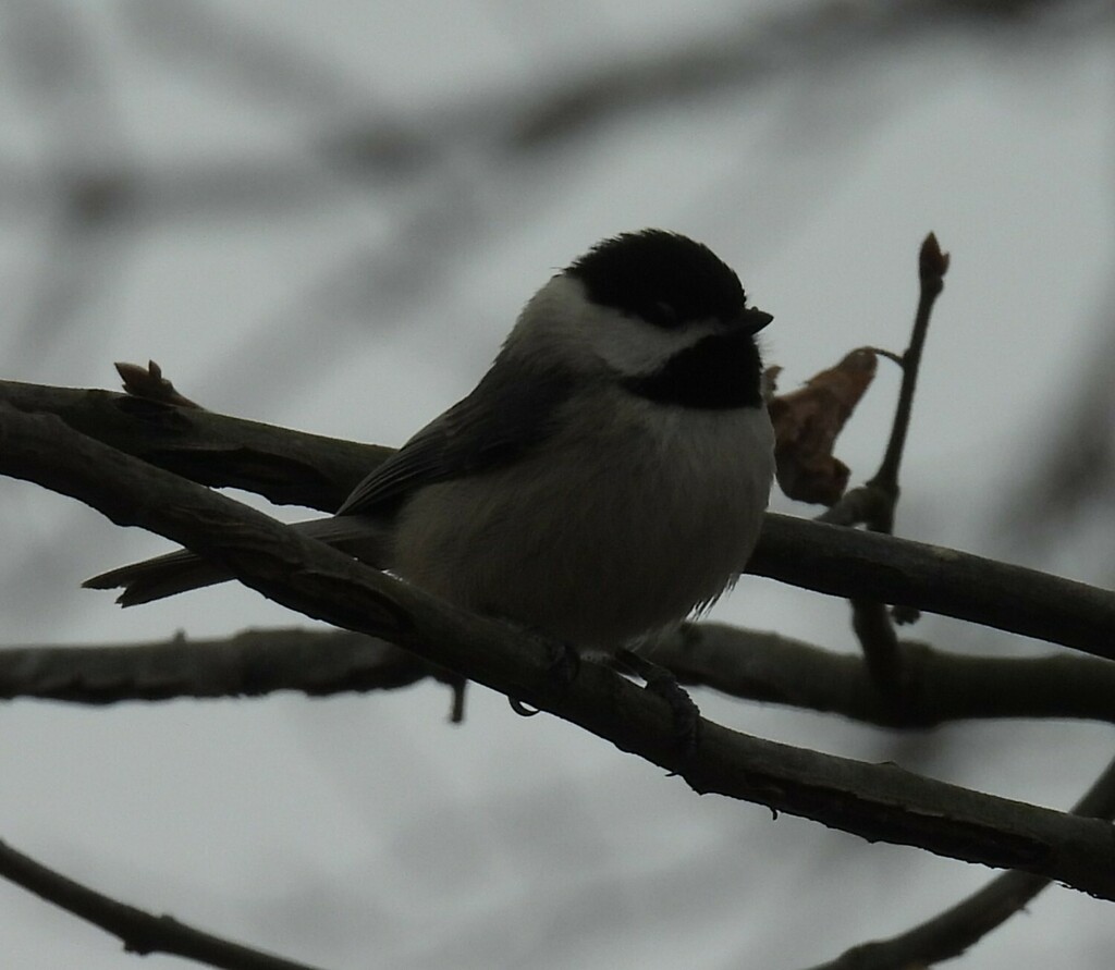 Carolina Chickadee from Co. Rd. 180 at Co. Rd. 211, Lauderdale County ...