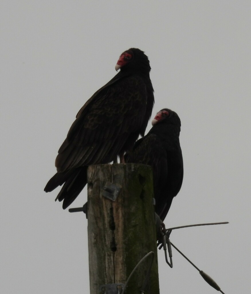 Turkey Vulture from Co. Rd. 180 at Co. Rd. 221, Lauderdale County, AL ...