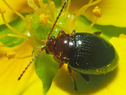 Neocrepidodera melanostoma · iNaturalist