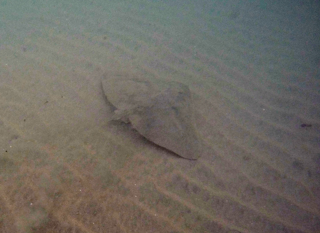 California Butterfly Ray (Gymnura marmorata) - Marine Life Identification