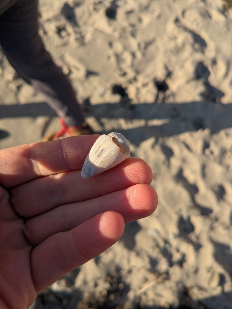 California Cone from Arroyo Burro Beach Park, Santa Barbara, CA 93109 ...