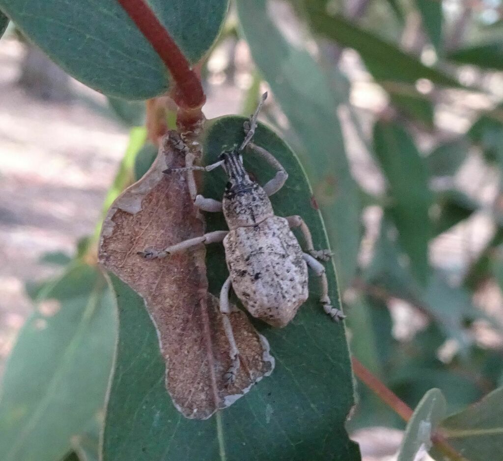 Fruit-tree Root Weevil from Ballarat VIC, Australia on March 9, 2025 at 09:45 AM by Vireya ...