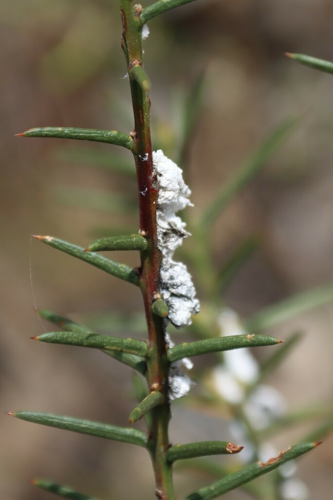 Scale Insects from Longlea VIC 3551, Australia on October 13, 2024 at ...