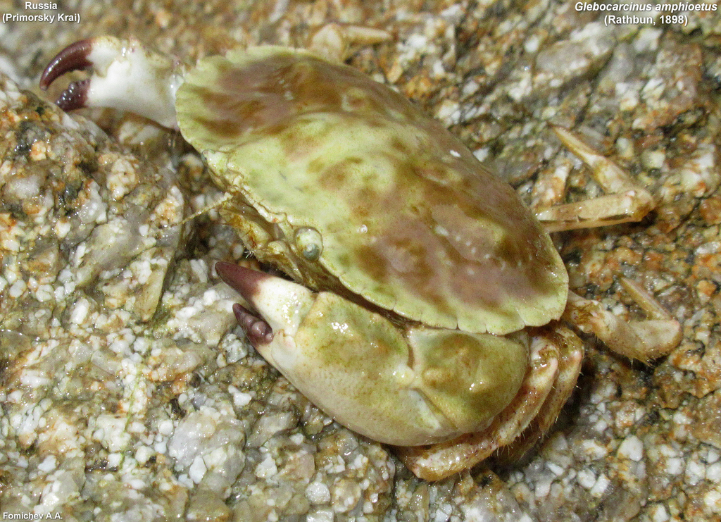 Glebocarcinus amphioetus from Russia, Primorsky Krai, Gamova Cape on ...