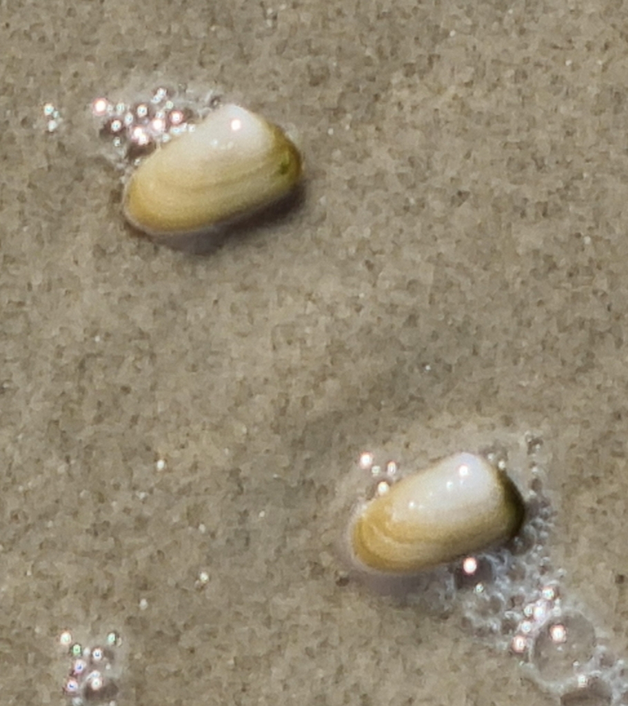 Elongate wedge shell from Australia on March 09, 2025 at 01:52 PM by ...