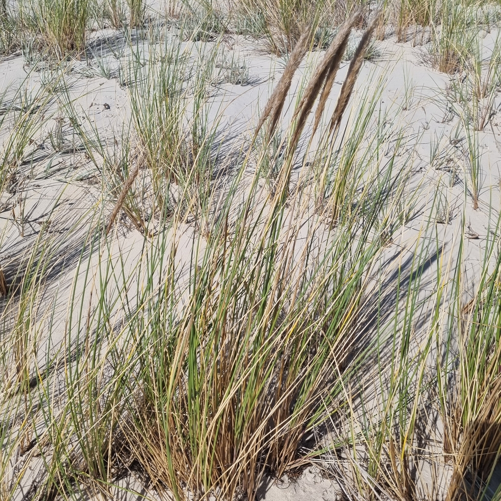 European marram grass from Rheban TAS 7190, Australia on March 9, 2025 ...