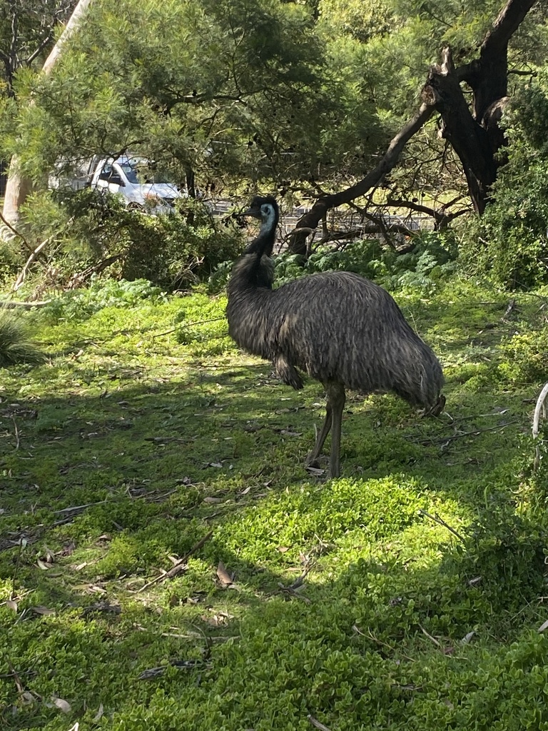 Emu from Tower Hill Wildlife Reserve, Tower Hill, VIC, AU on September ...