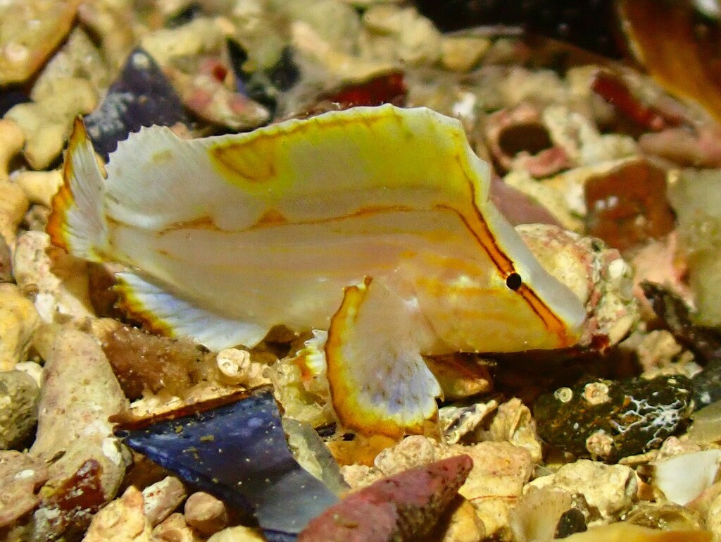 Whitenose Pigfish from Port Hughes SA 5558, Australia on March 08, 2025 ...