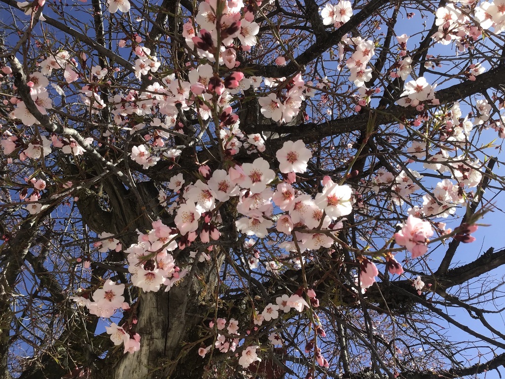 (Prunus mira) - Botanical Realm