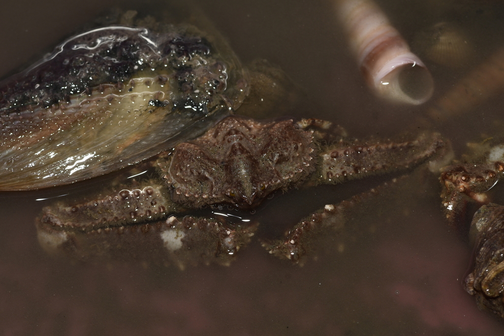 Enoplolambrus laciniatus from 厦门市一国两制海滩 on May 31, 2022 at 07:28 PM by ...