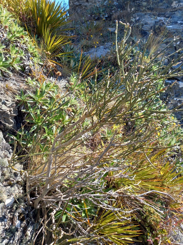 Desert Broom from Lake Hāwea 9382, New Zealand on March 9, 2025 at 11: ...