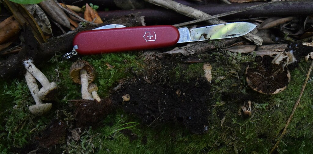 Webcaps from Kinleith, New Zealand on March 9, 2025 at 03:21 PM by ...