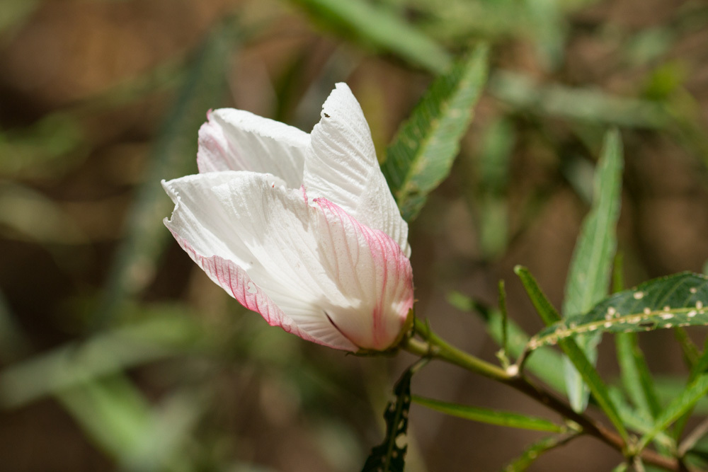 Rosella from Mount Archer QLD 4514, Australia on October 24, 2016 at 11 ...