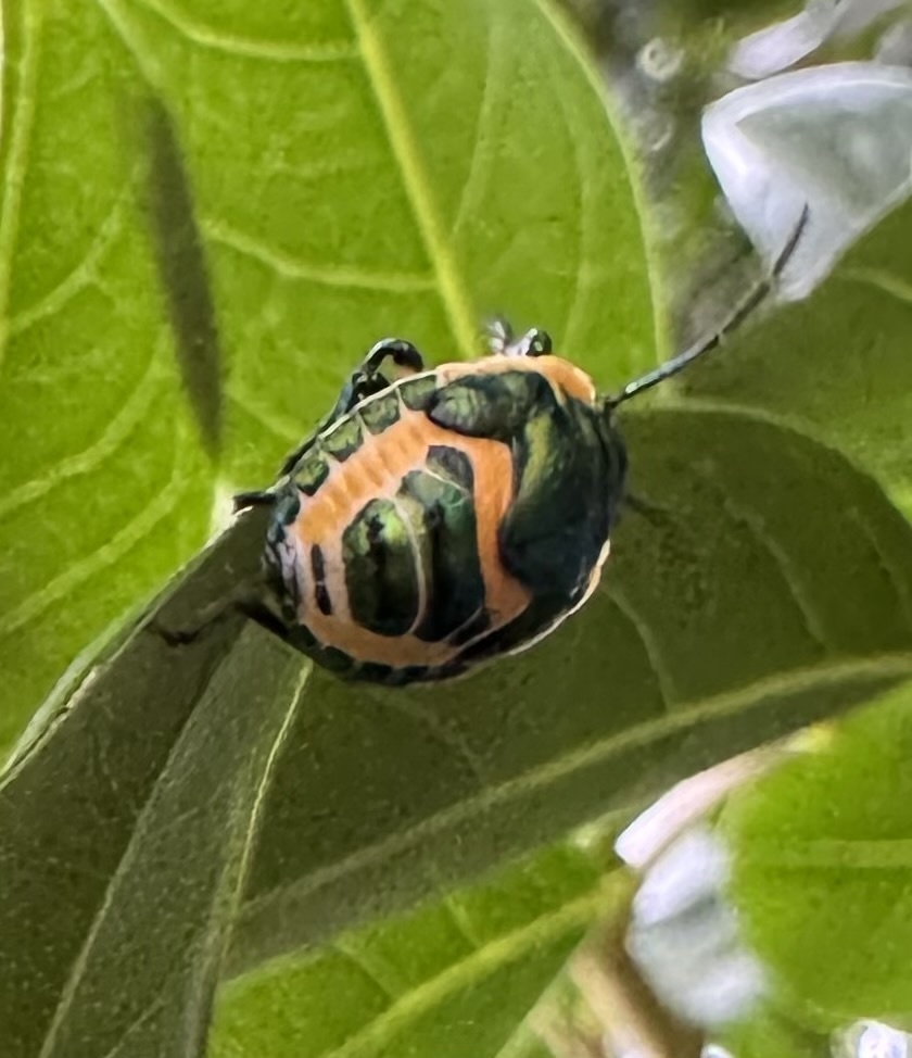 Metallic Shield Bug from St Kilda Botanical Gardens, St Kilda, VIC, AU ...