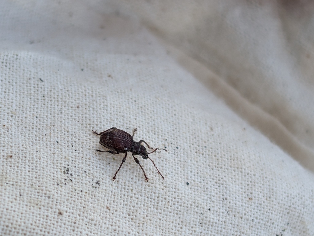 obscure root weevil from Mount Waddington, BC, Canada on August 27, 2024 at 11:48 AM by Maleen ...