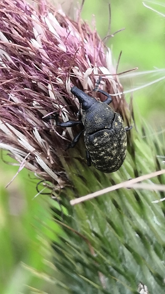 Turbine Cylindrical Weevil from 74376 Gemmrigheim, Deutschland on ...