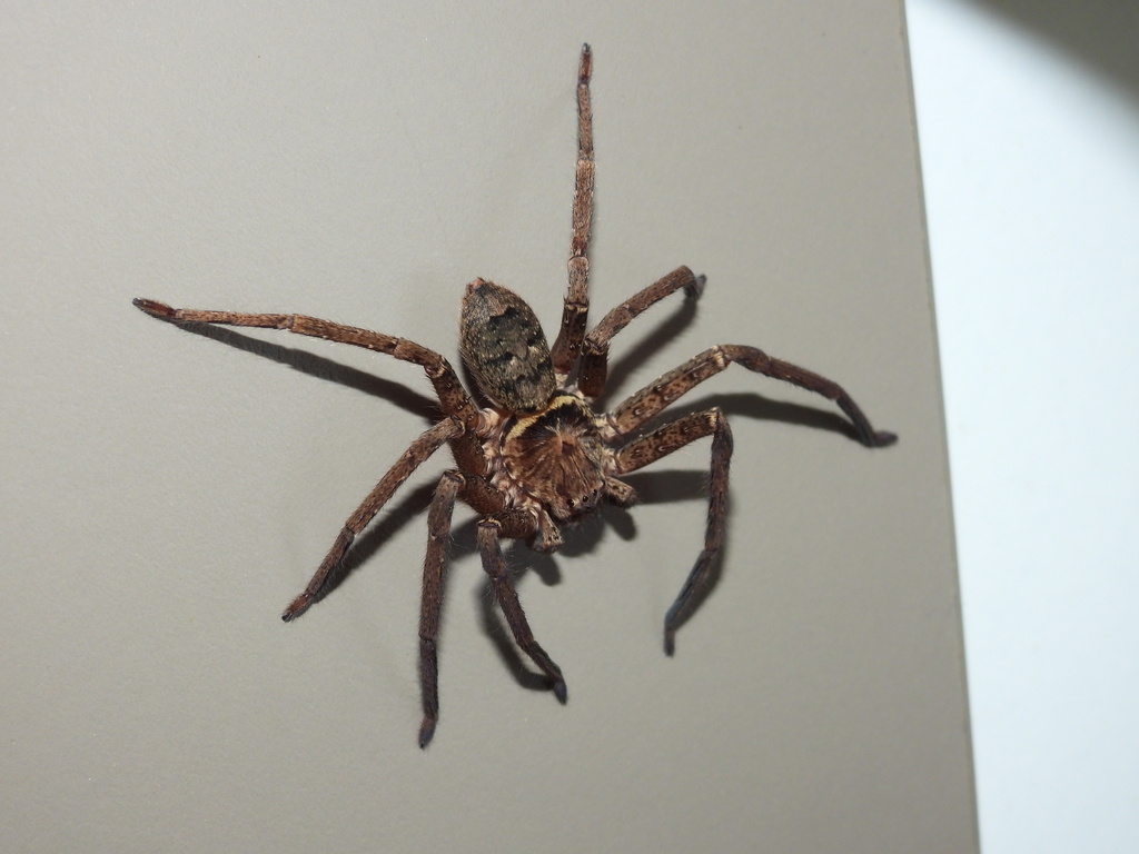 Long-legged Huntsman Spider from Coomba Park NSW 2428, Australia on ...