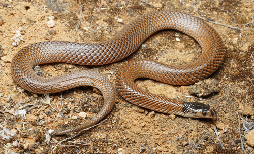 Spectacled Hooded Snake (Suta spectabilis) - Snakes and Lizards