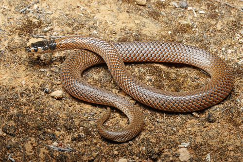 Spectacled Hooded Snake (Suta spectabilis) - Snakes and Lizards