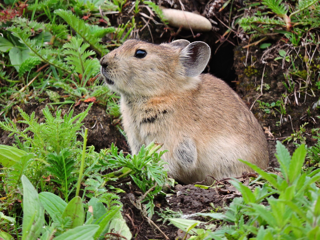 (Ochotona) - Know Your Mammals