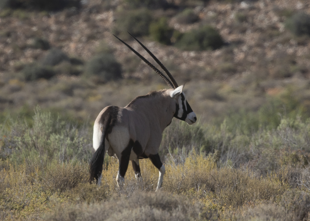 Gemsbok from Anysberg Nature Reserve, WC, South Africa on December 23 ...