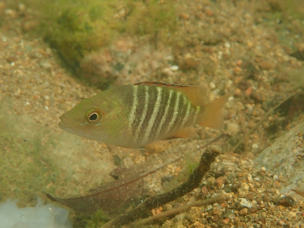 Mangrove Red Snapper from Sheung Sze Wan Road, Clear Water Bay, New ...
