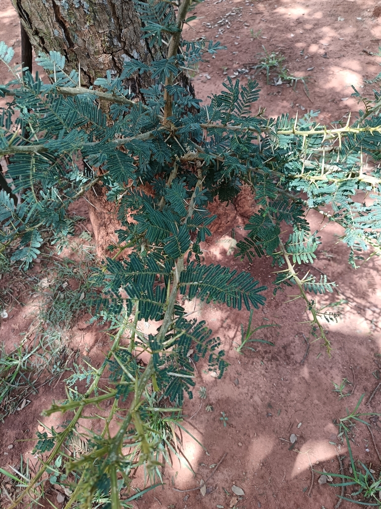 Paperbark Thorn from McDonald's, Kingsway, Beyers Naudé Drv, Waterval ...