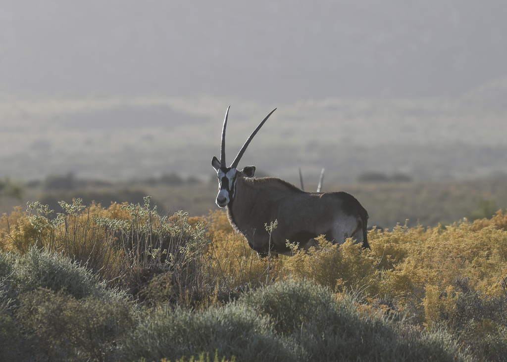 Gemsbok from Anysberg Nature Reserve, WC, South Africa on December 24 ...