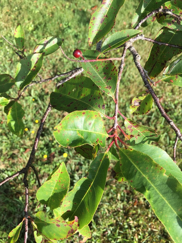 black cherry from 732 Corn Neck Rd, Block Island, RI, US on August 8 ...
