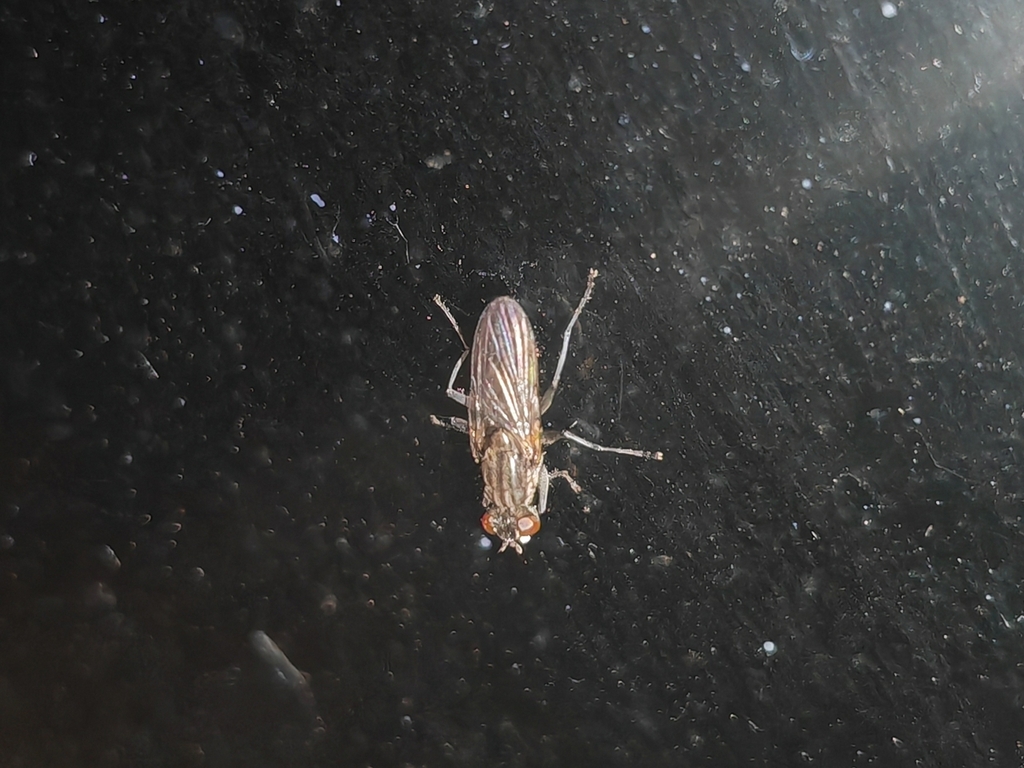 Lispe from Qingyuan, CN-GD, CN on March 9, 2025 at 08:50 PM by 锎钔锕 ...